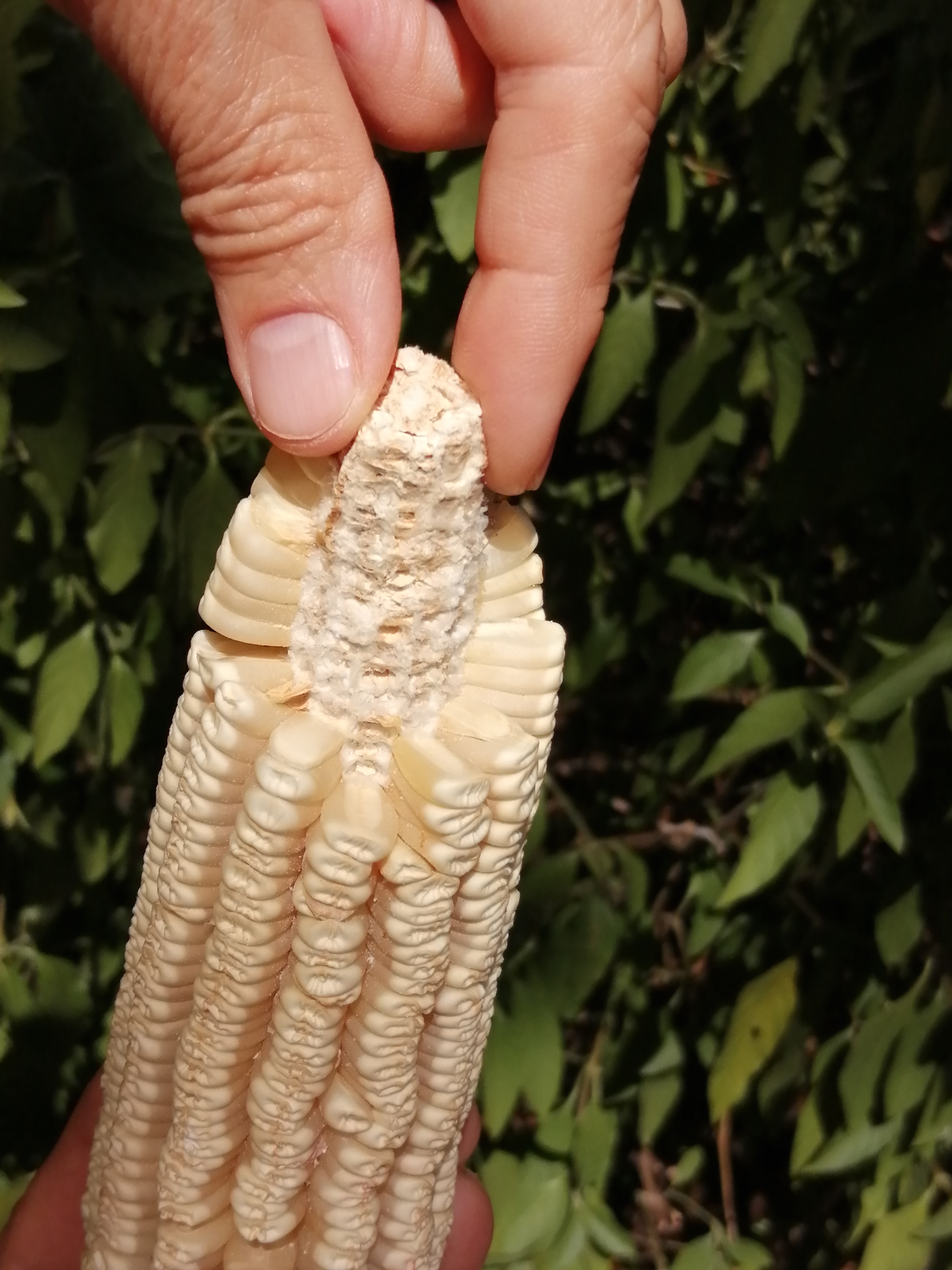 Maiz Olotillo – MÉXICO TIERRA VIVA: Alianza para la Protección a la ...