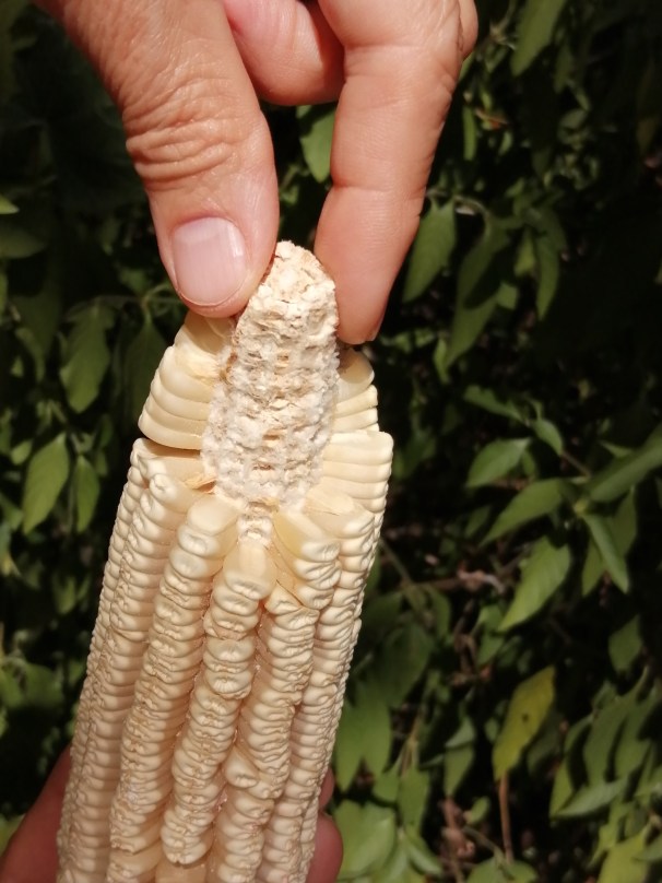 Nueva Compra Comunitaria de Maíz Olotillo Agroecológico. Mejor que ...